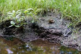 What is a Hydrosol? – SoilSarah